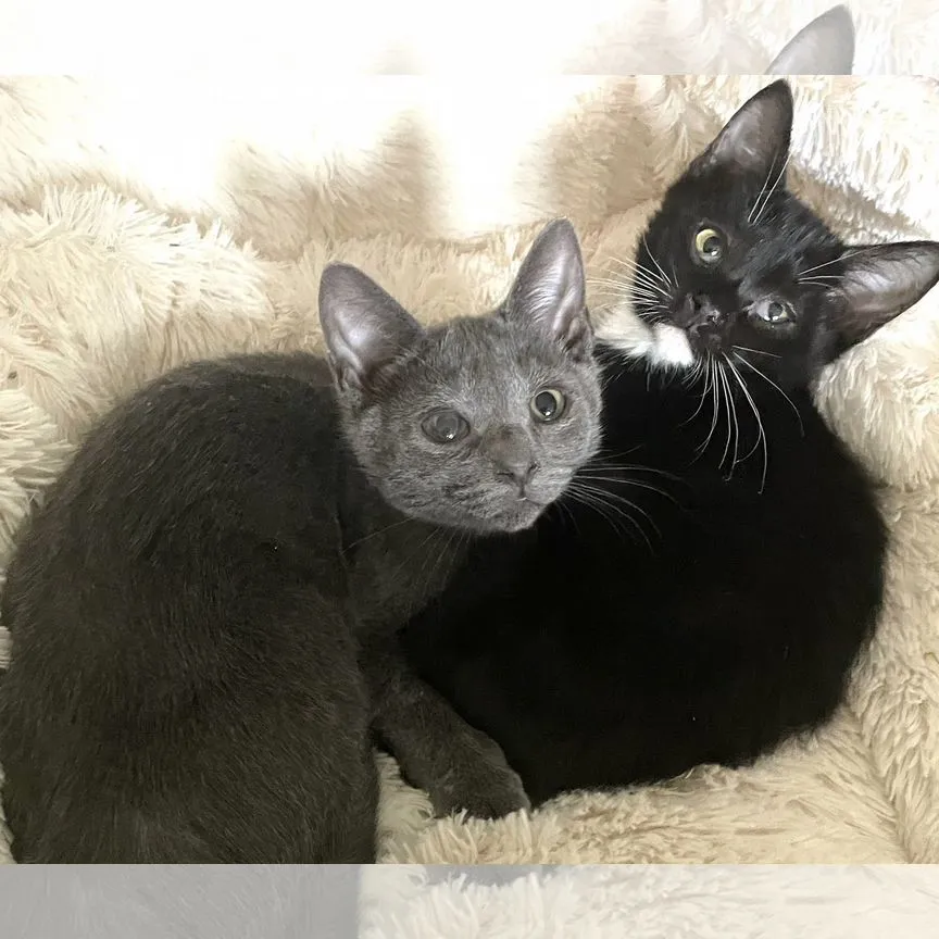 Котята братики голубой и черный
