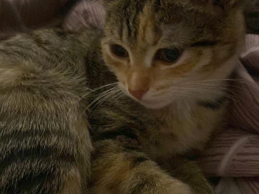 Кошки котята трехцветные