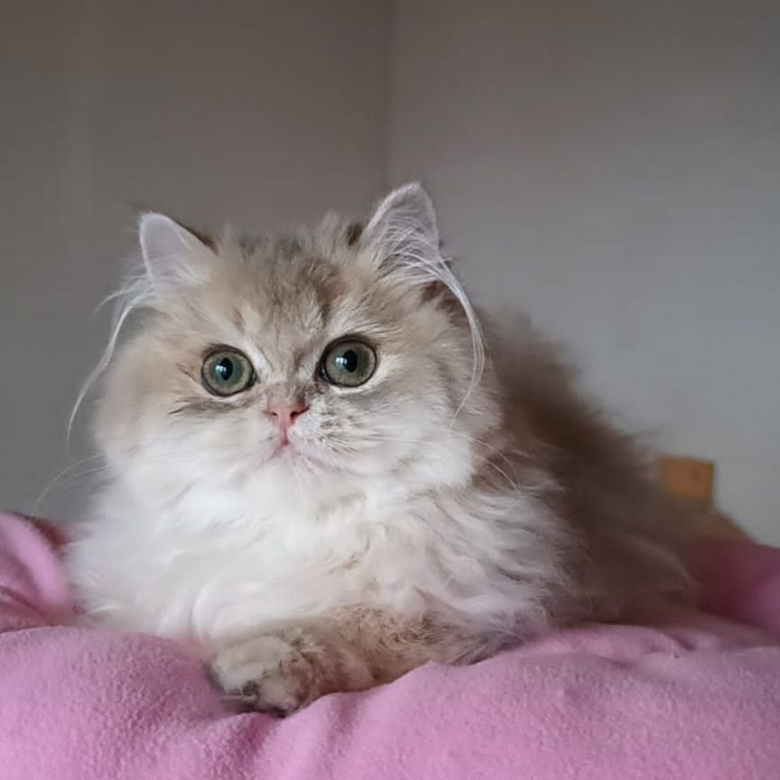 Британская кошечка