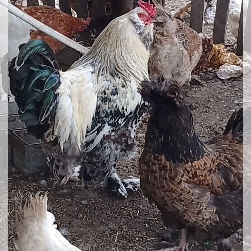 Продам несушек с петухом и индоуток молодых