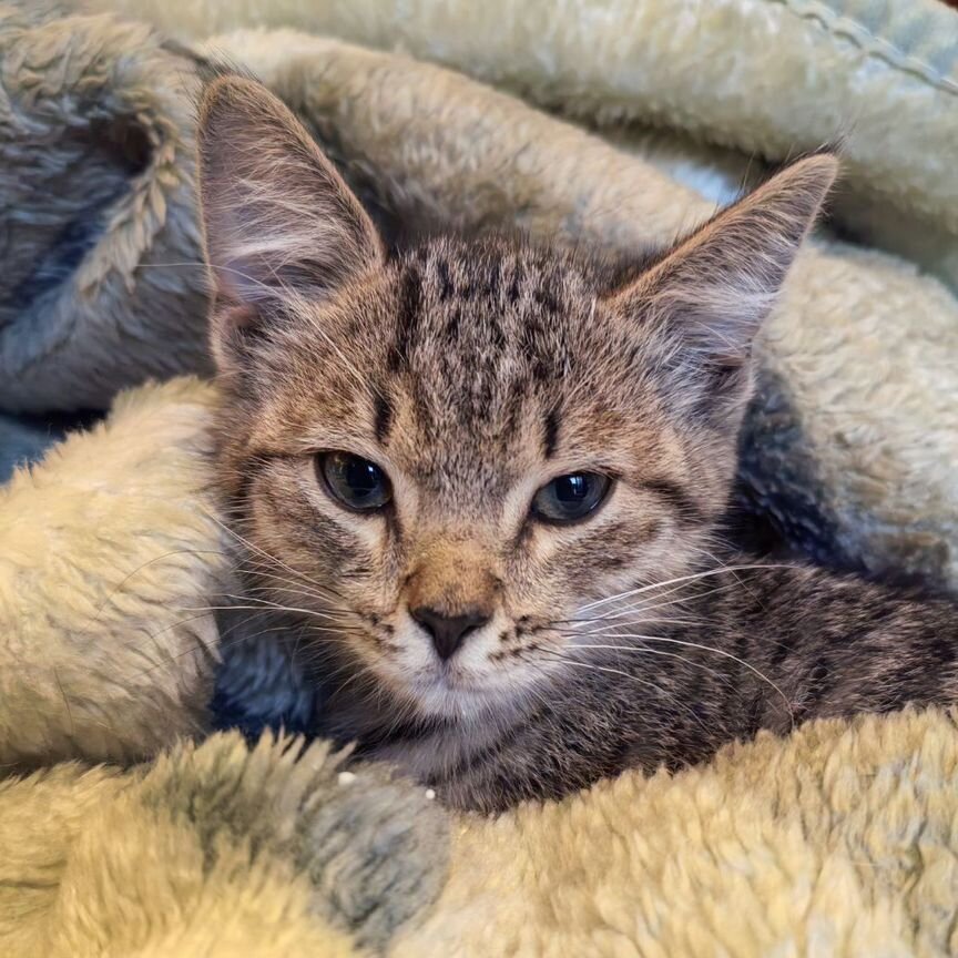Котенок в добрые руки