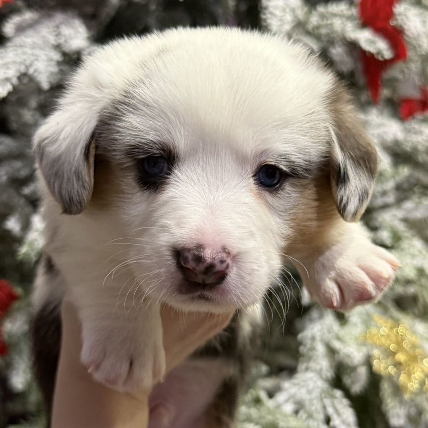 Вельш Корги Кардиган, щенок