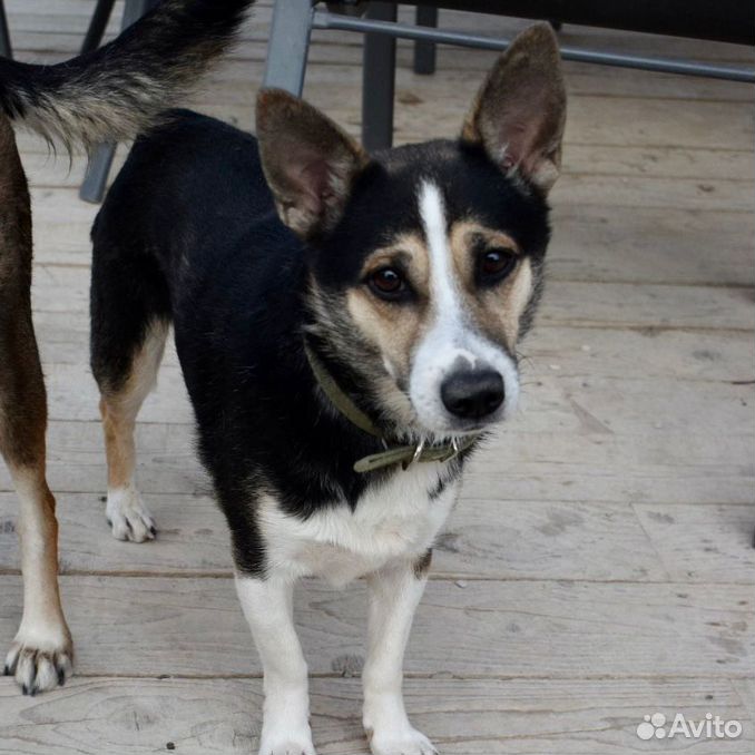 Собака мальчик Каспер 3 года