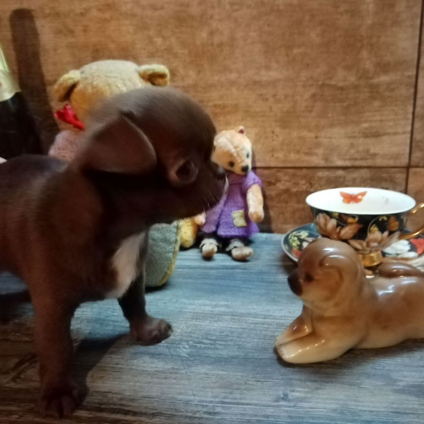 Крошки чихуашки