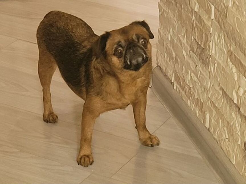 Отдам собаку в добрые руки