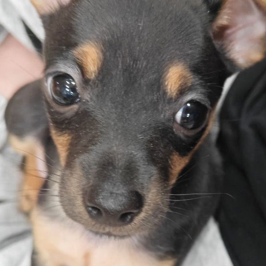 Русский той-терьер, щенок