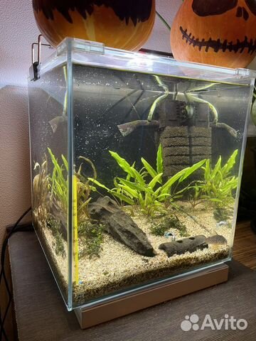 Аквариум 15 литров оформленый