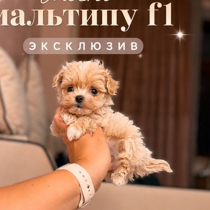 Мальтипу, щенок