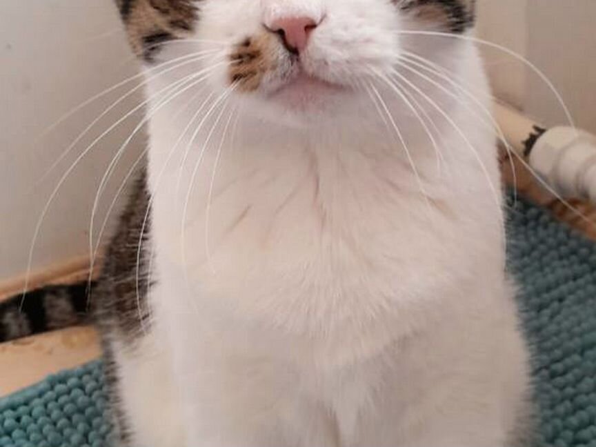 Кошечка Маруся