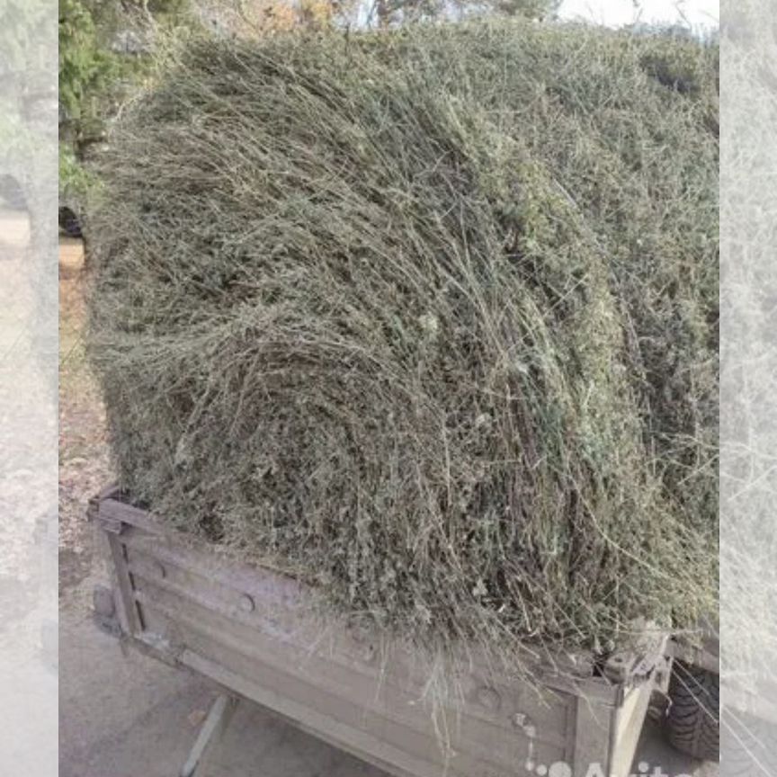 Сено люцерны в тюках