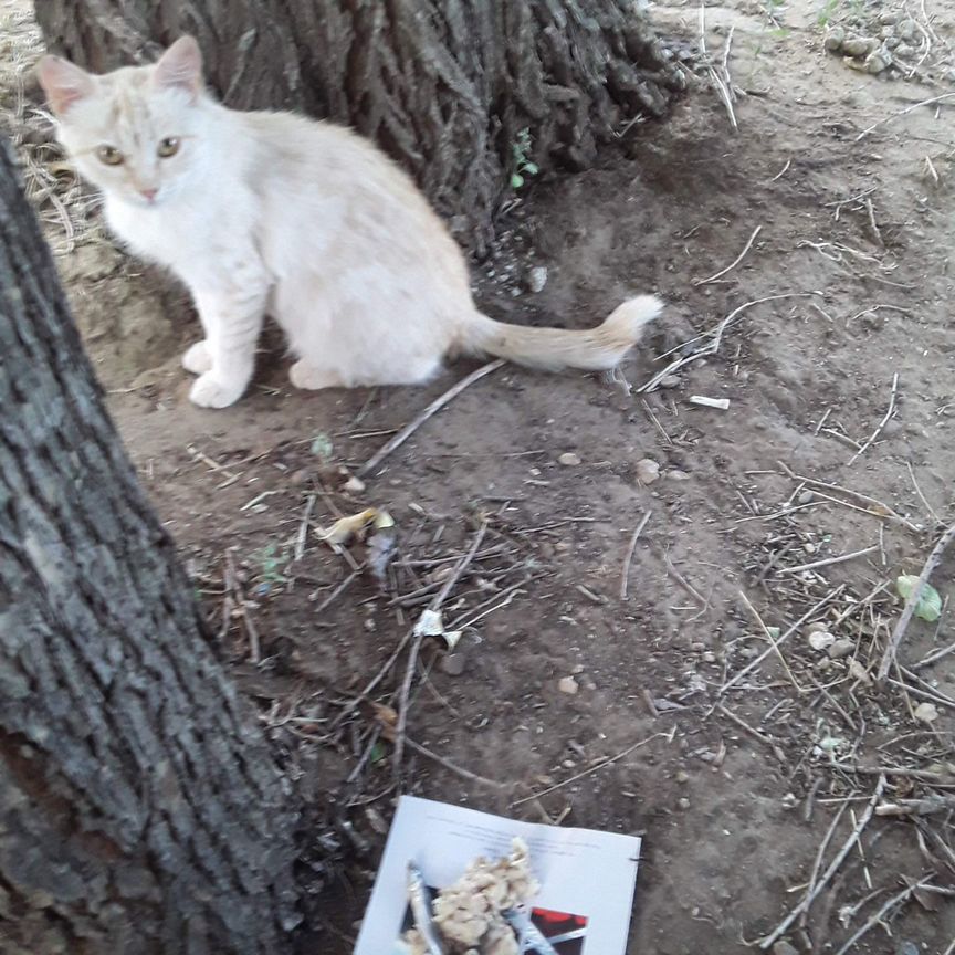 Кошечка в добрые руки