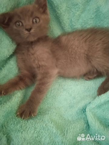 Котенок