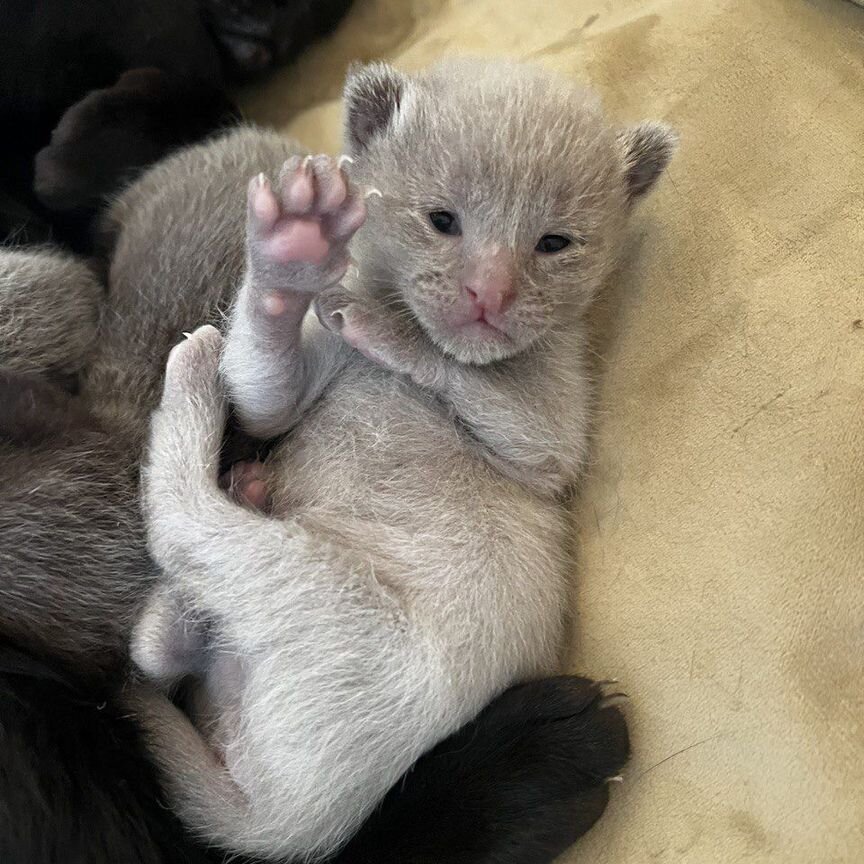 Котенок папа бурма мама бомбейская