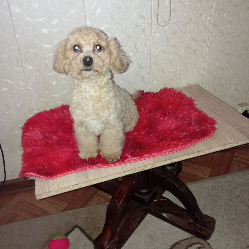 Малыш мальтипу