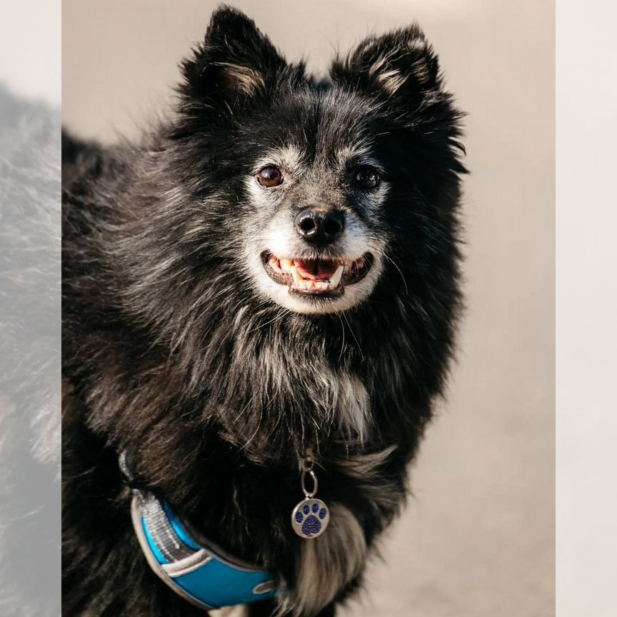 Взрослый пёс в добрые руки