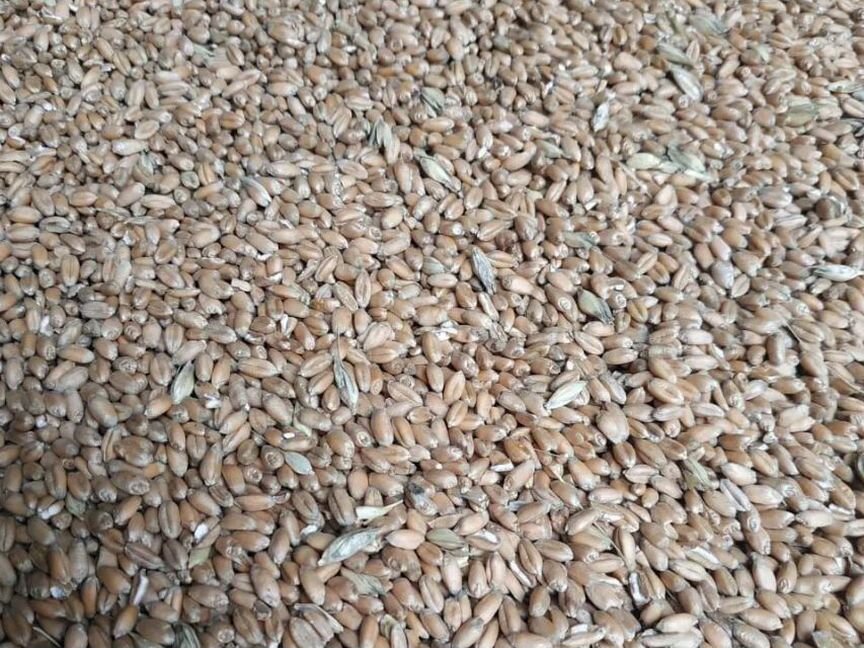 Зерносмесь подсолнечник