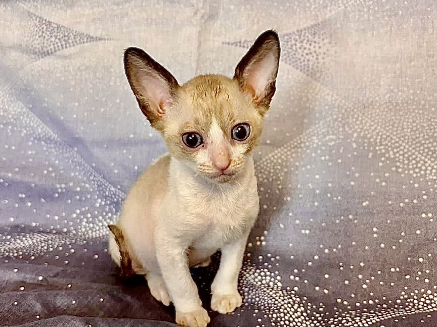 Корниш-рекс котик голубоглазый с докумеиами