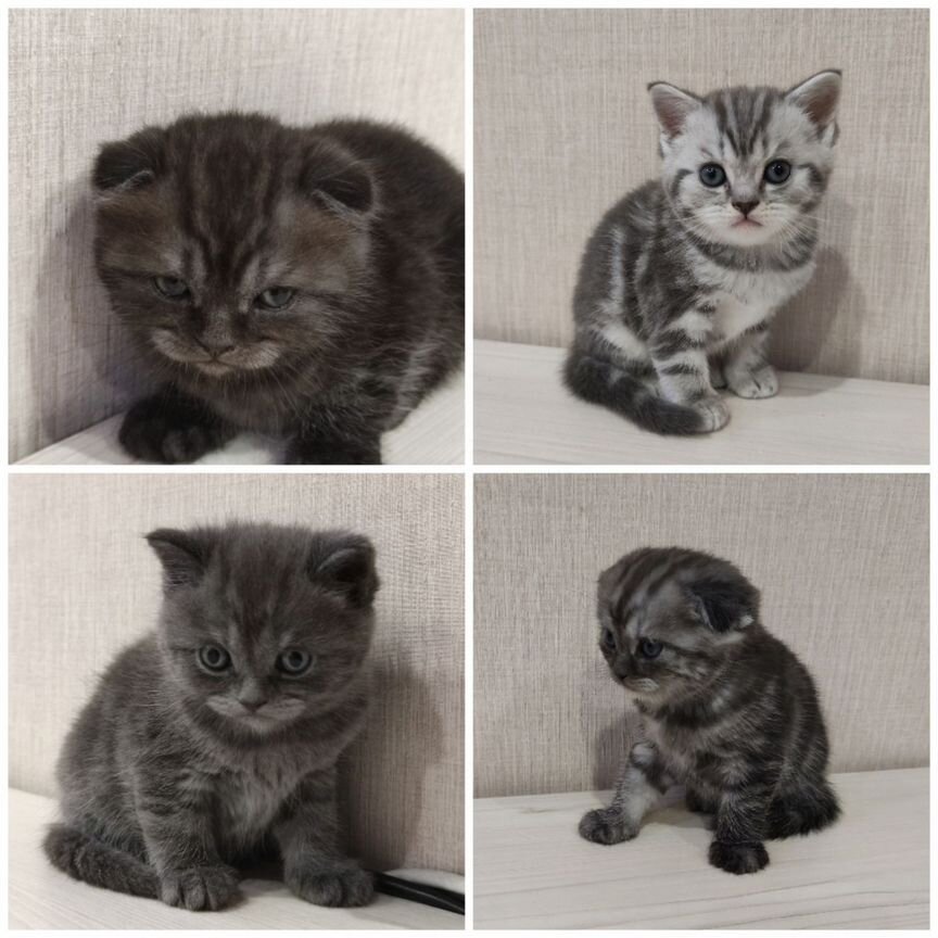 Чистокровные Шотландские котята
