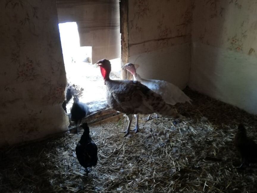 Индюк,2 индюшки несутся,5курочек,петух,8 бролеров