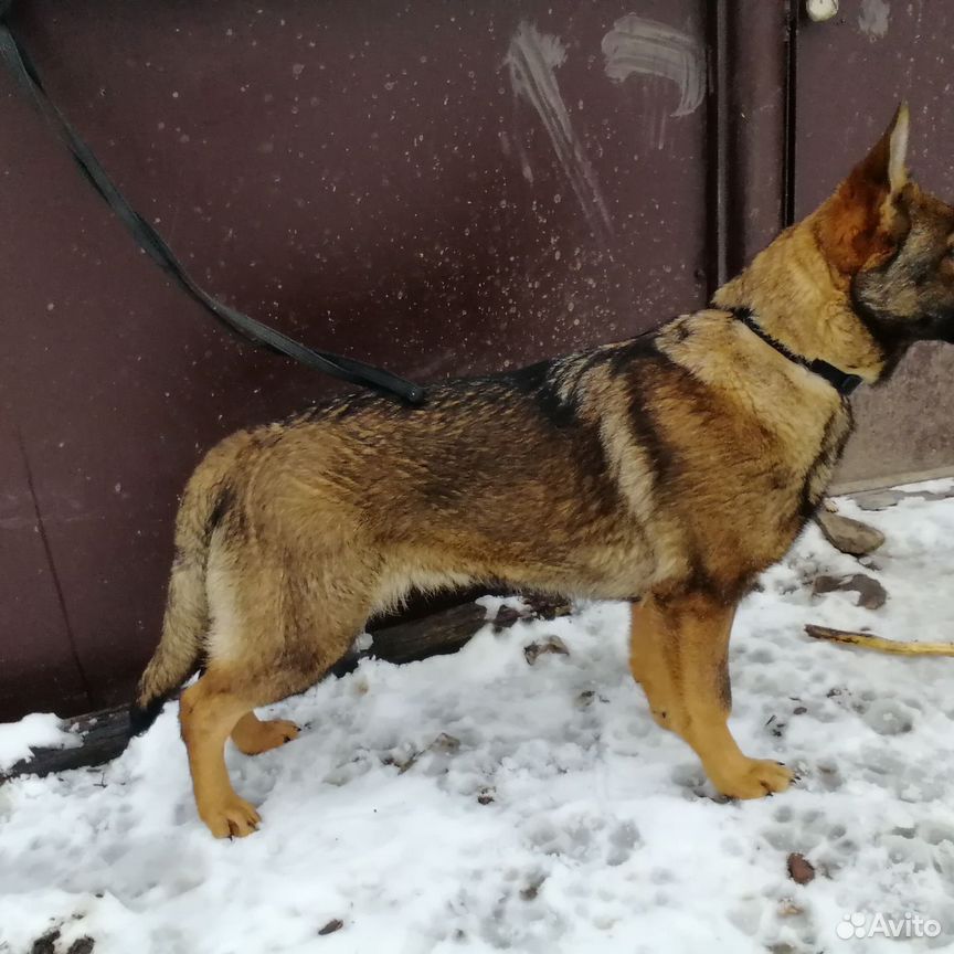 Щенки немецкой овчарки