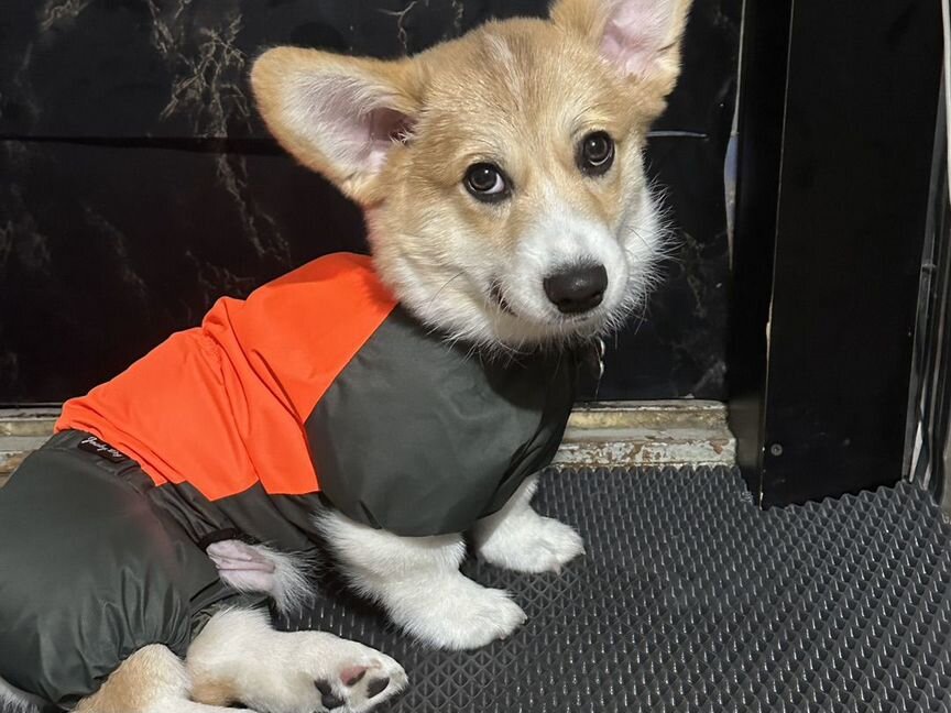 Костюм на собаку размера М