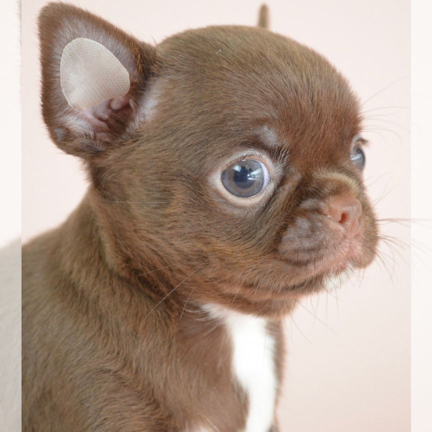 Чихуахуа, щенок