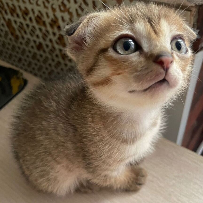 Шотландский вислоухий короткошёрстный котёнок