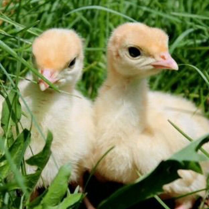 Индюшата хайбрид конвертер