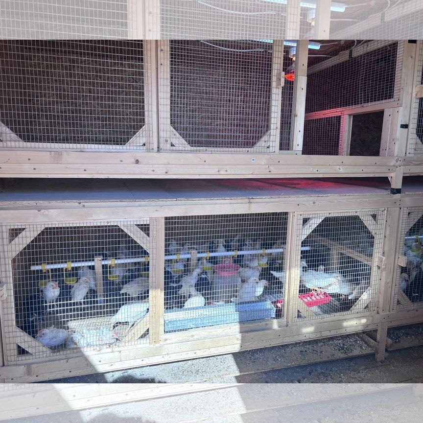 Цыплята Леггорн