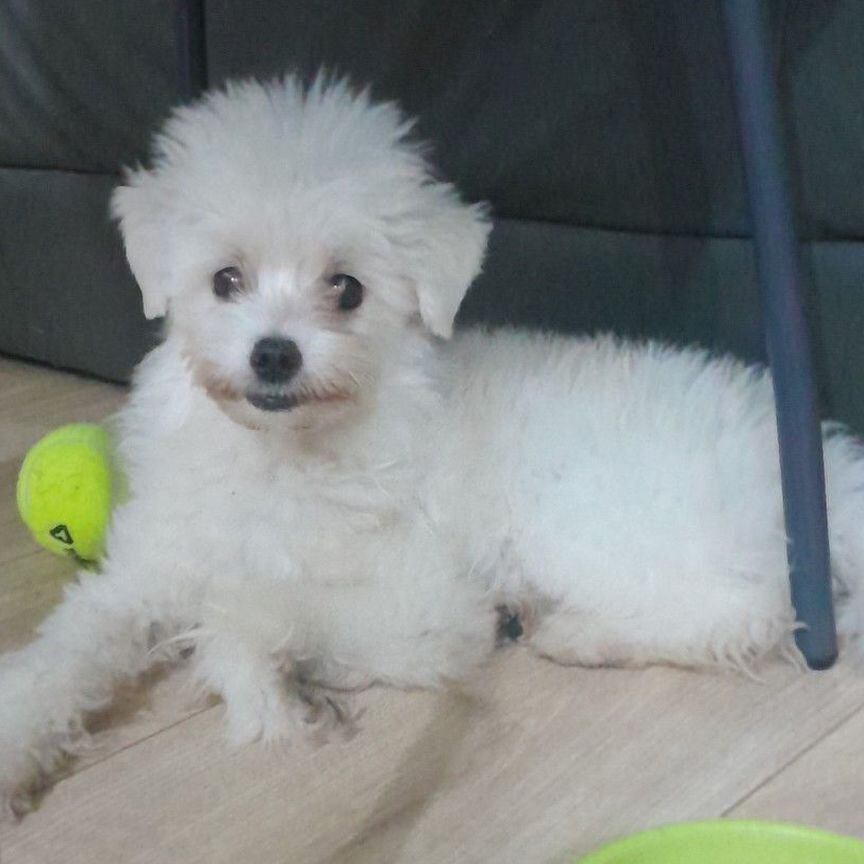 Мальтипу, щенок