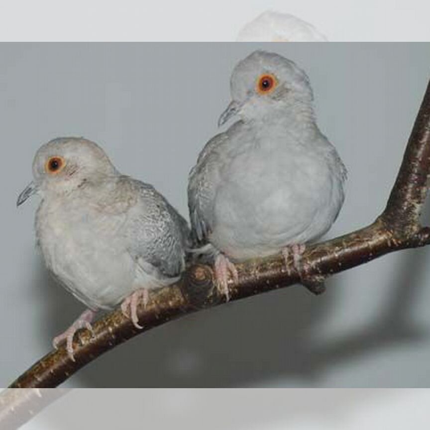 Бриллиантовые горлицы