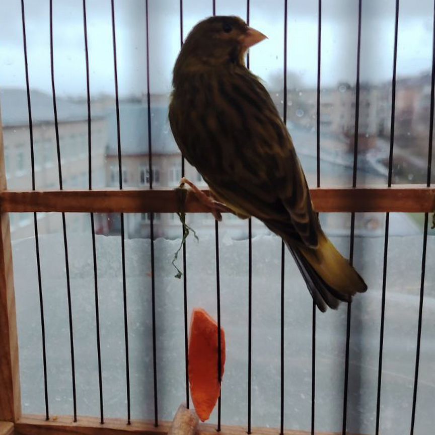 Кенарь овсяного напева