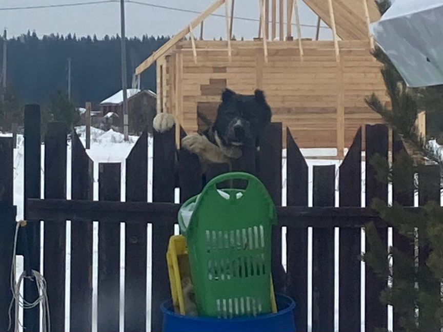 Вязка алабай