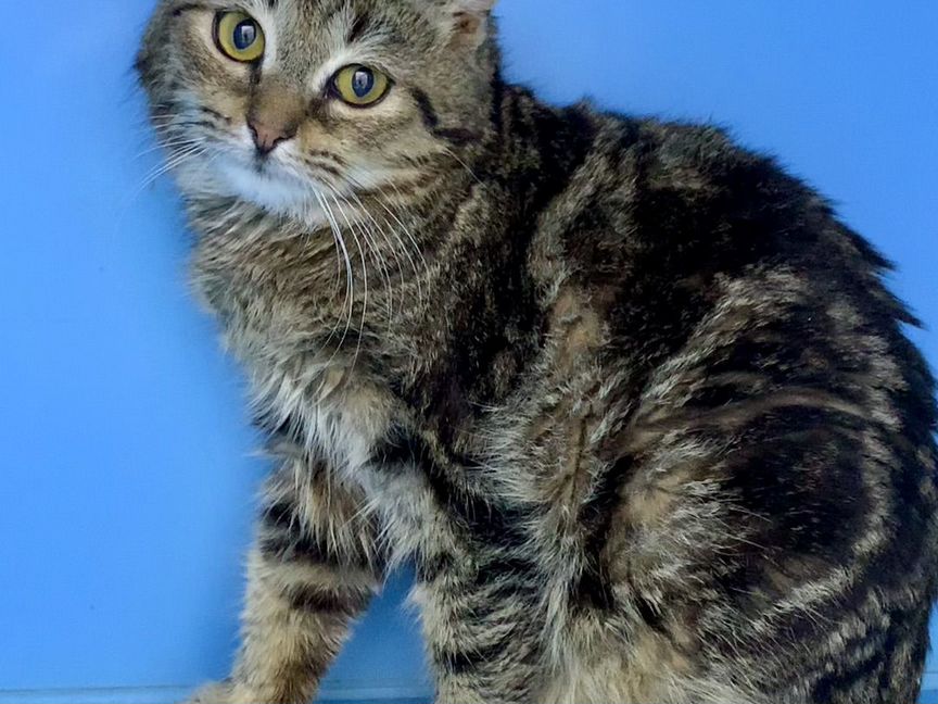 Котенок Шоколад ждет семью в приюте