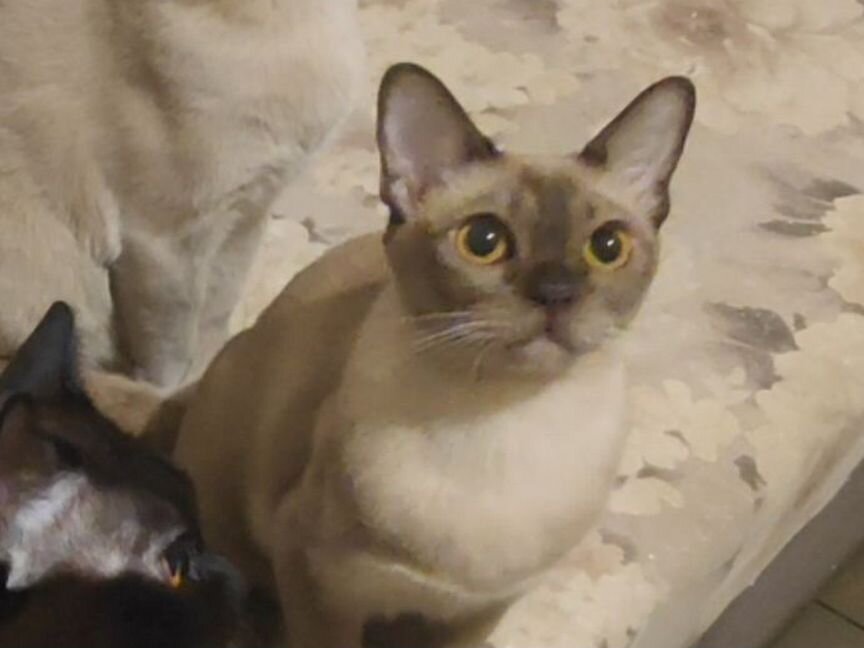 Бурманская кошечка