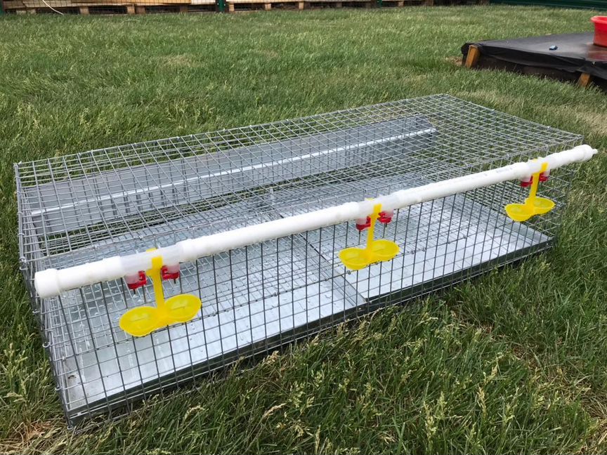 Клетка доя перепелов