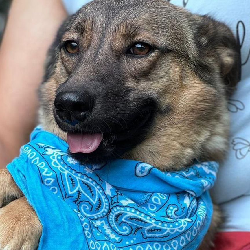 Молодая собака Саша из приюта ждёт хозяина