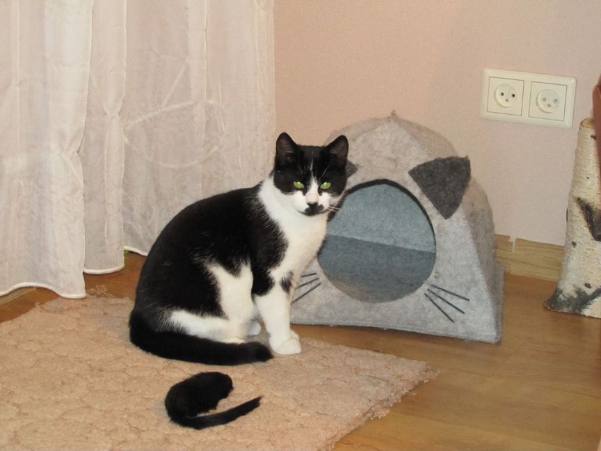 Котёнок