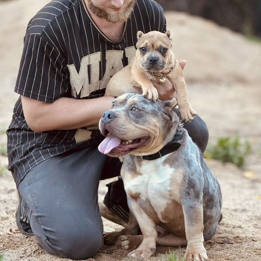 Девочка американский булли