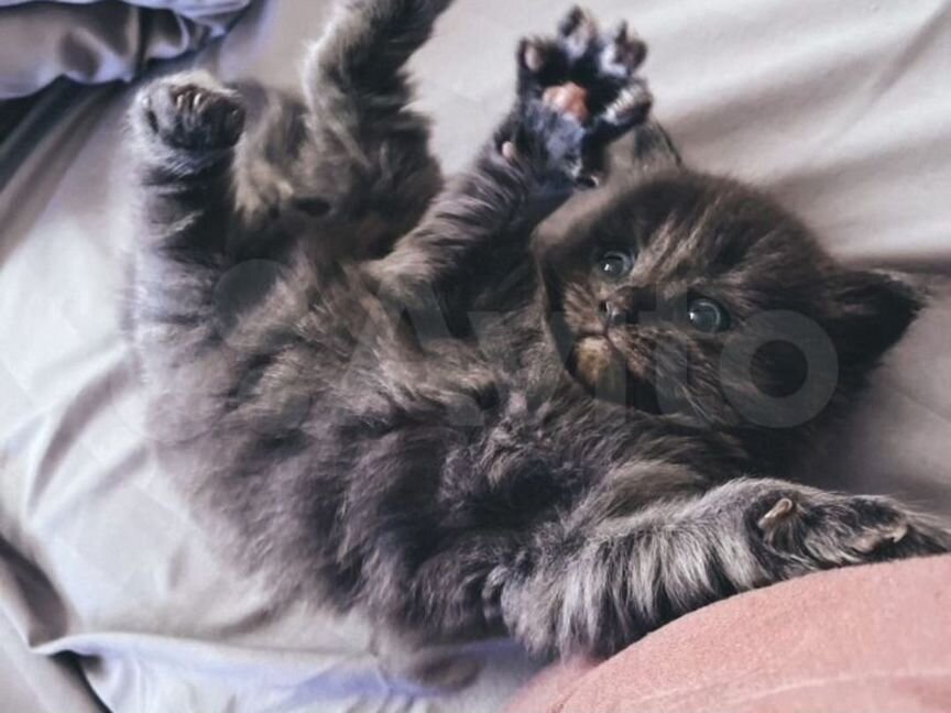 Котёнок Шотландский