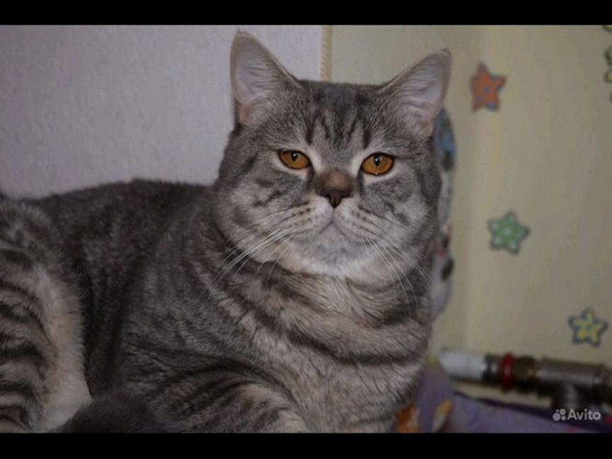 Шотландский прямоухий кот вязка