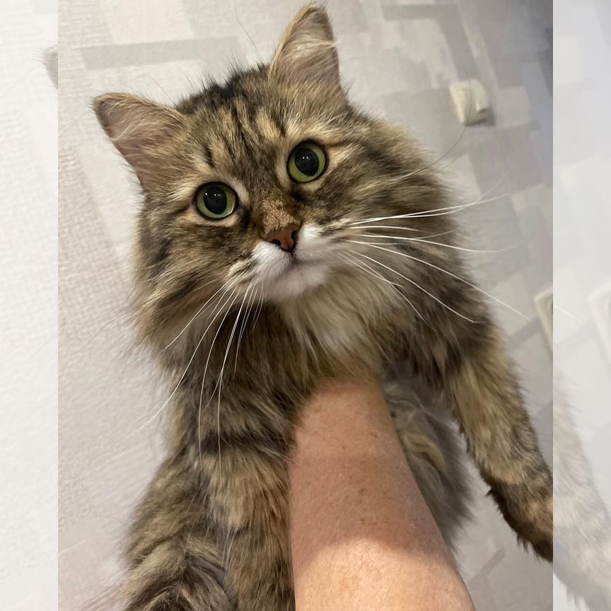 Взрослая кошка в добрые руки