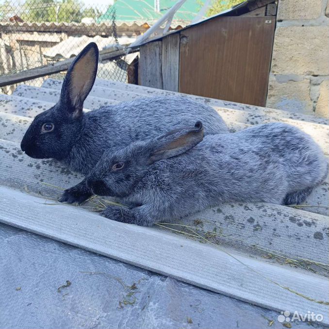 Самцы Полтавское серебро