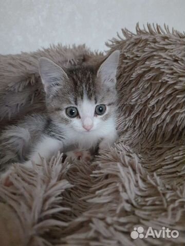 Кошечка Любимка