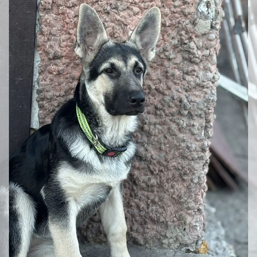 Восточноевропейская овчарка, щенок