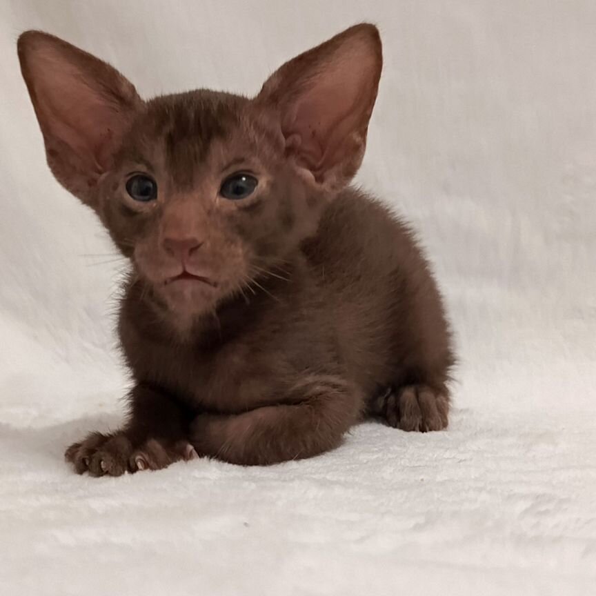 Шоколадный парень ори