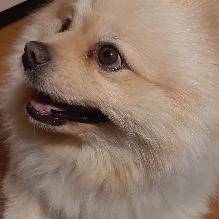 Немецкий шпиц