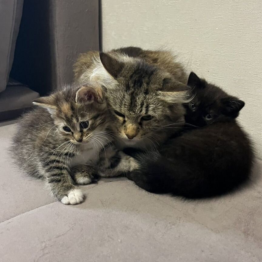 Котята девочки