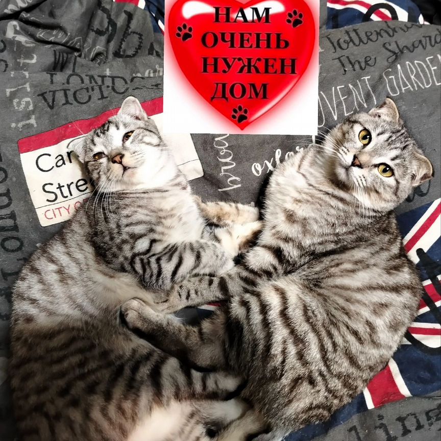 Котики в добрые руки бесплатно