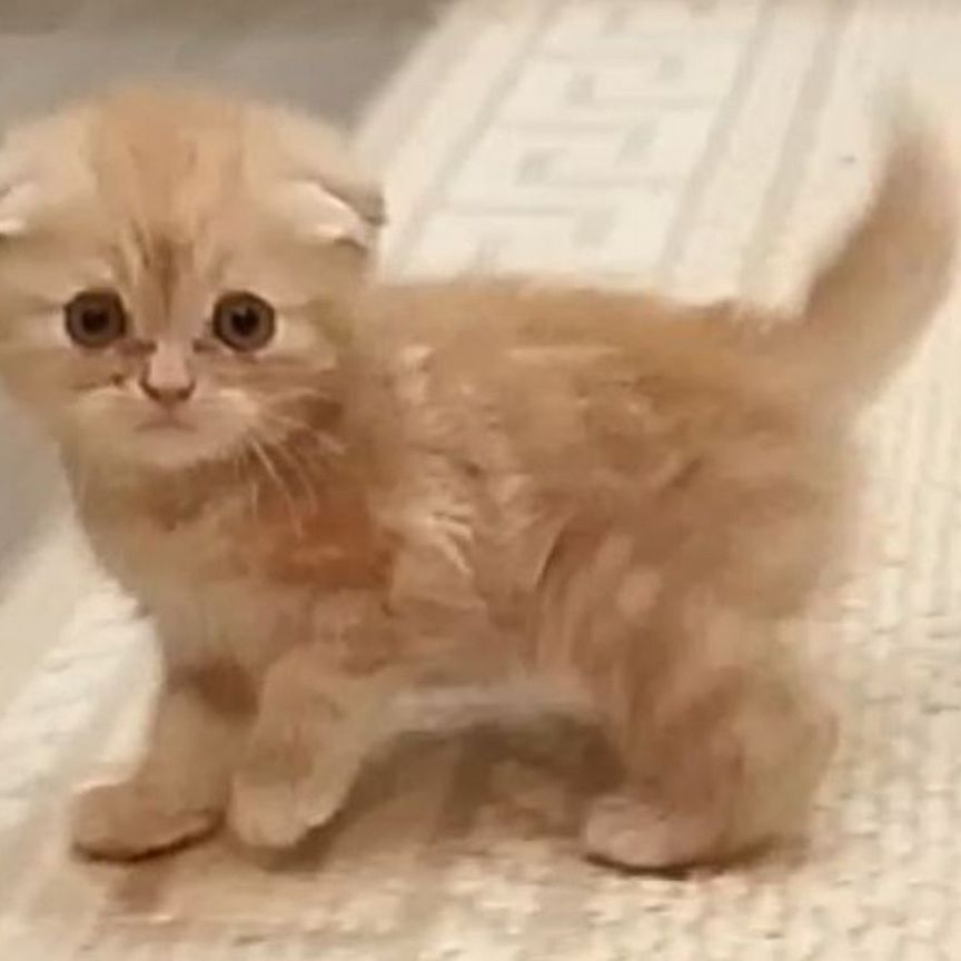 Шотландский вислоухий короткошёрстный котёнок